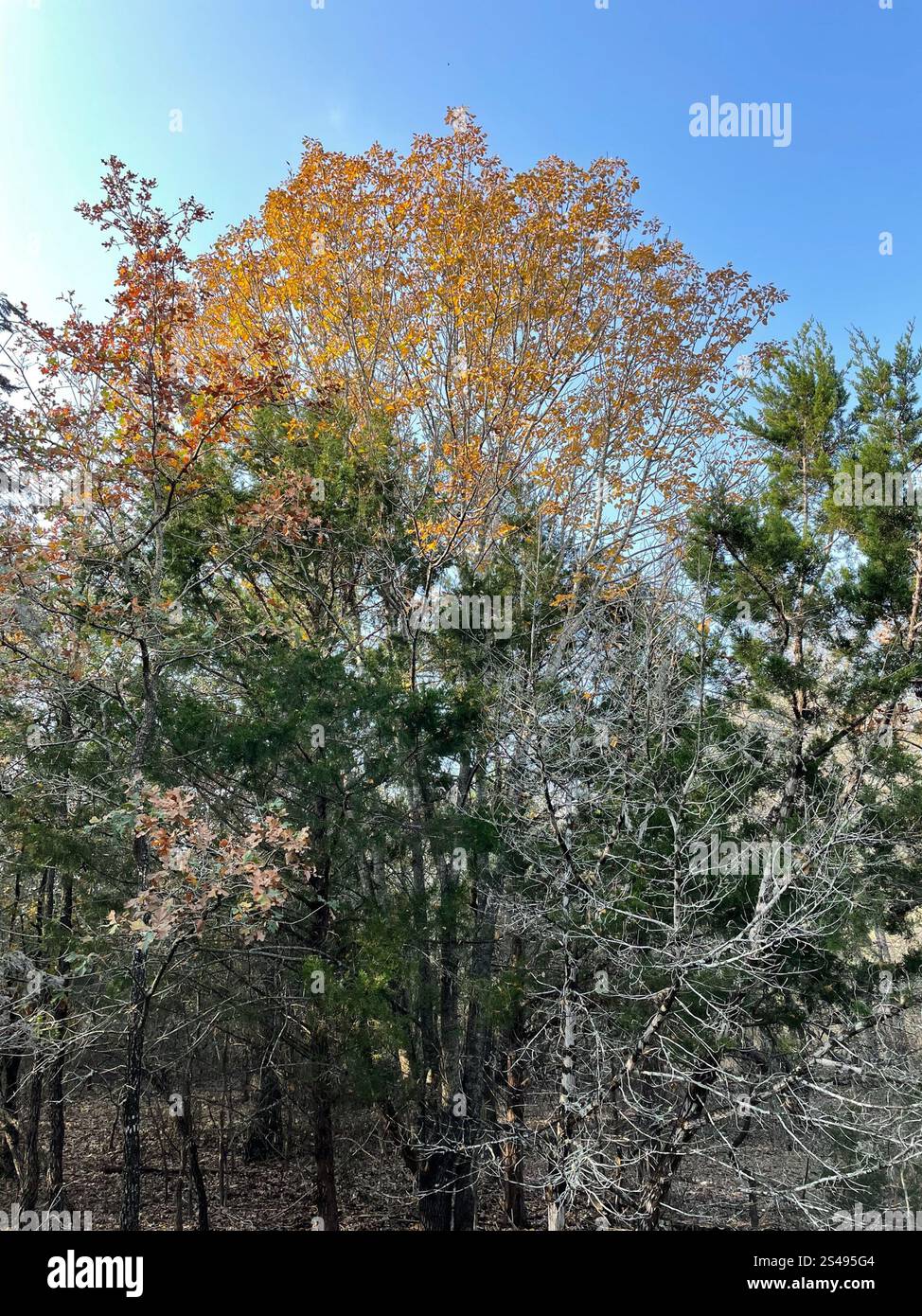 Texas ash (Fraxinus albicans Stock Photo - Alamy