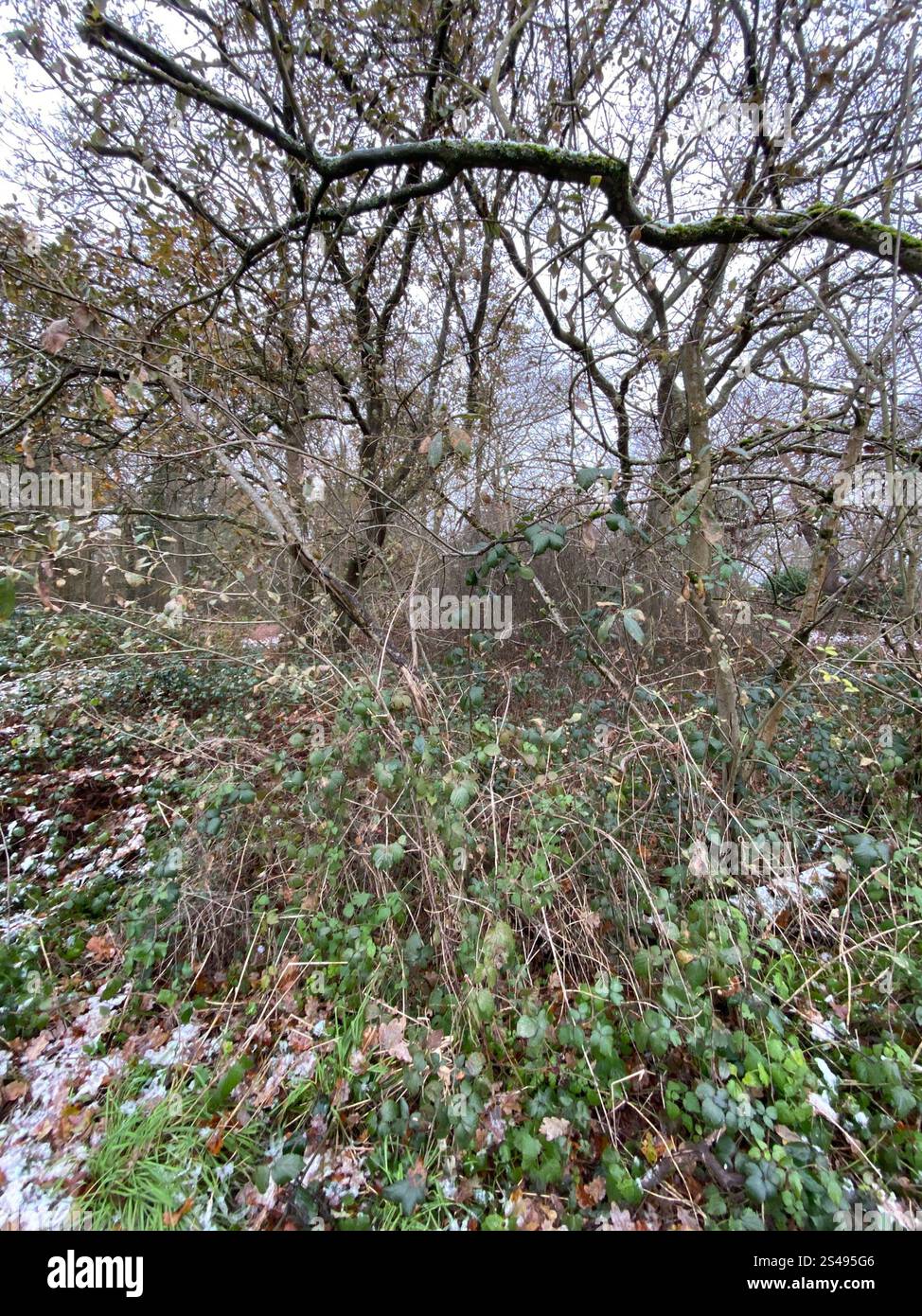 Rusty Willow (Salix atrocinerea Stock Photo - Alamy
