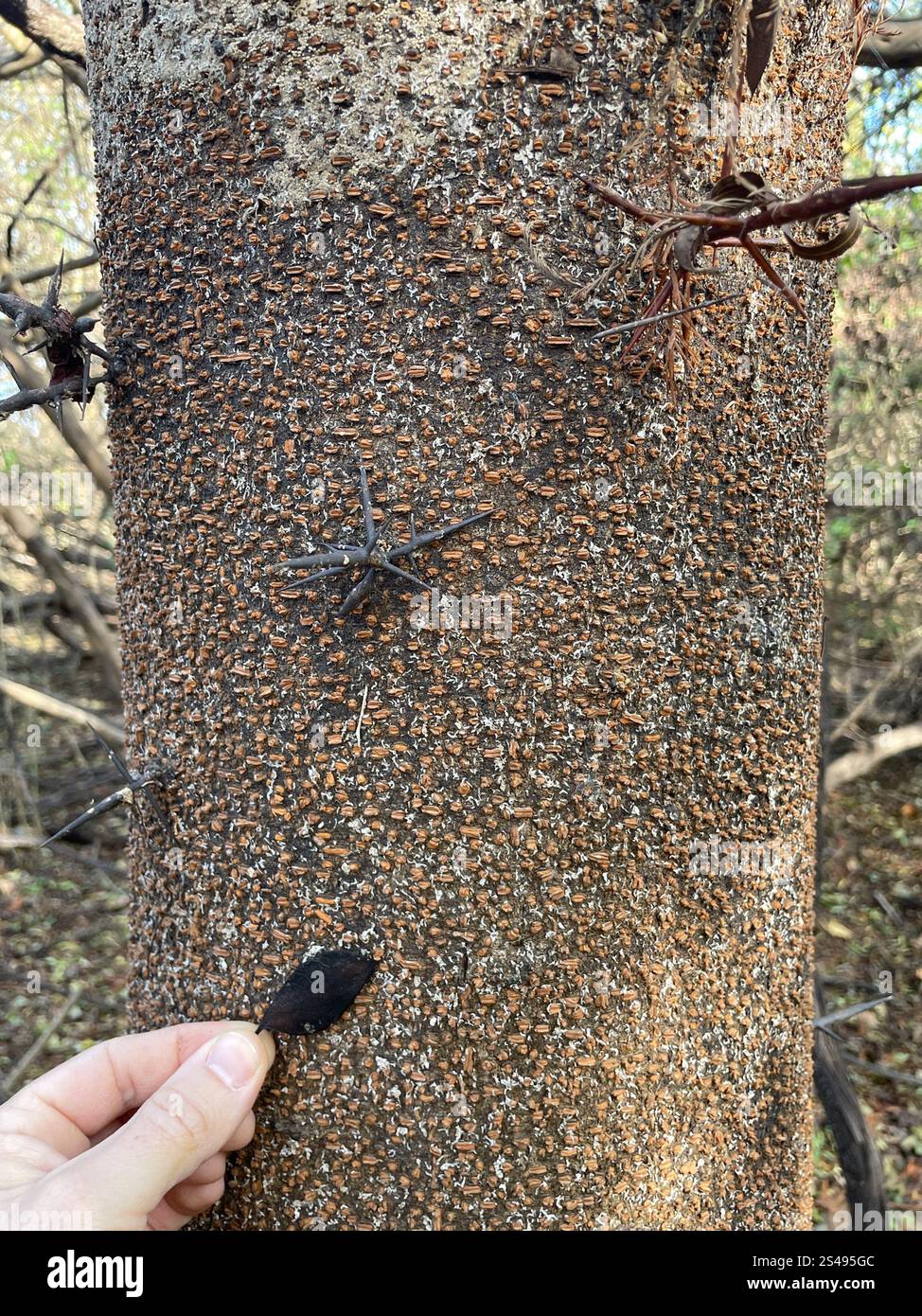 Water locust (Gleditsia aquatica Stock Photo - Alamy