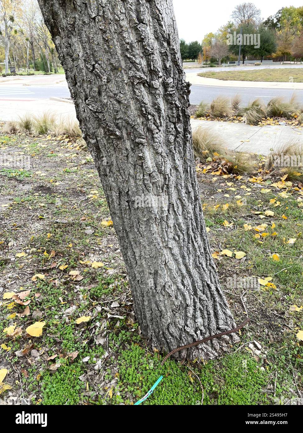 Eastern Cottonwood (Populus deltoides Stock Photo - Alamy