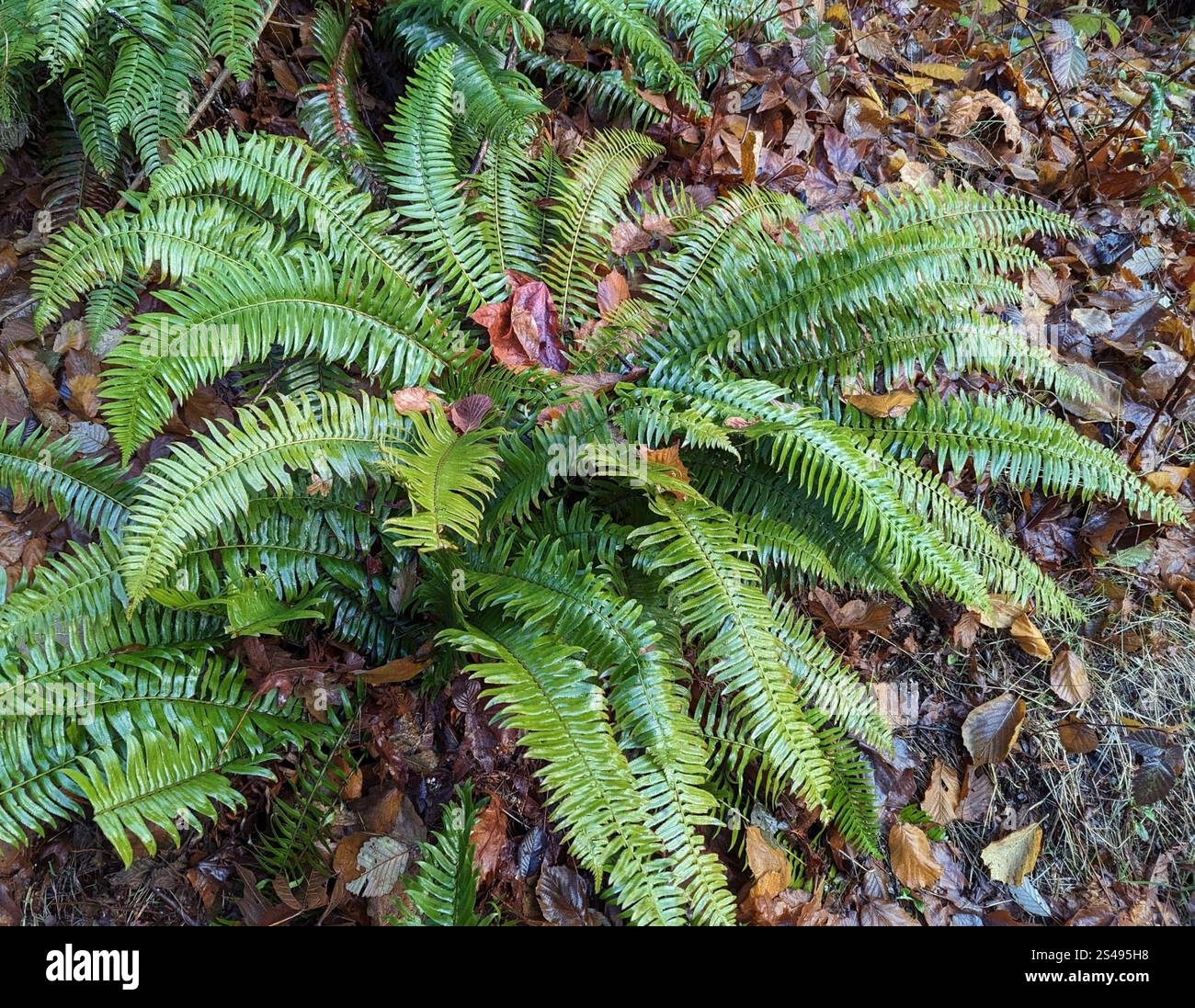 western sword fern (Polystichum munitum Stock Photo - Alamy