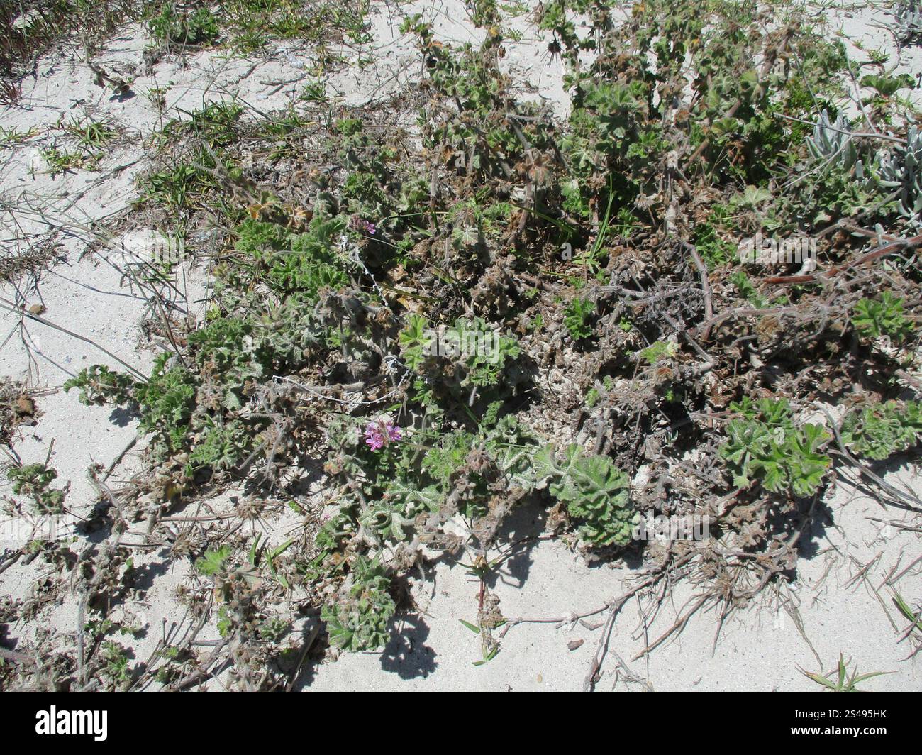 rose-scented geranium (Pelargonium capitatum Stock Photo - Alamy