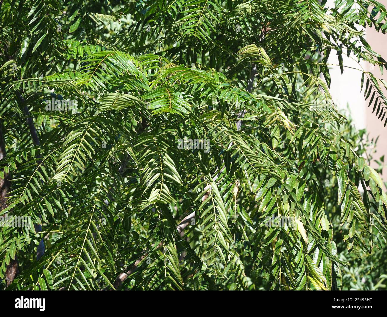 Tun tree (Toona sinensis Stock Photo - Alamy