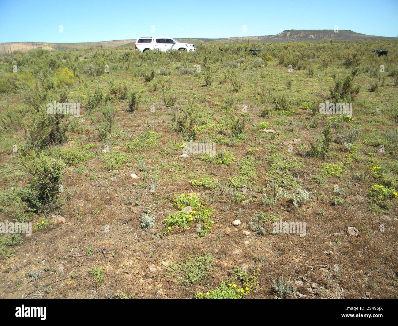 rocky point ice plant (Malephora lutea Stock Photo - Alamy