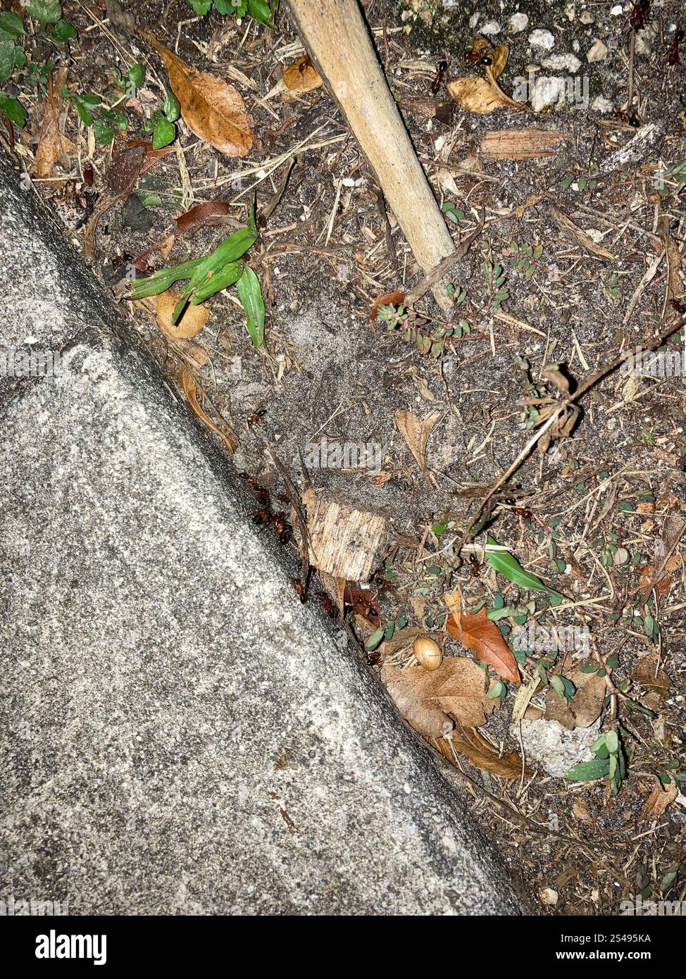 Florida Carpenter Ant (Camponotus floridanus Stock Photo - Alamy