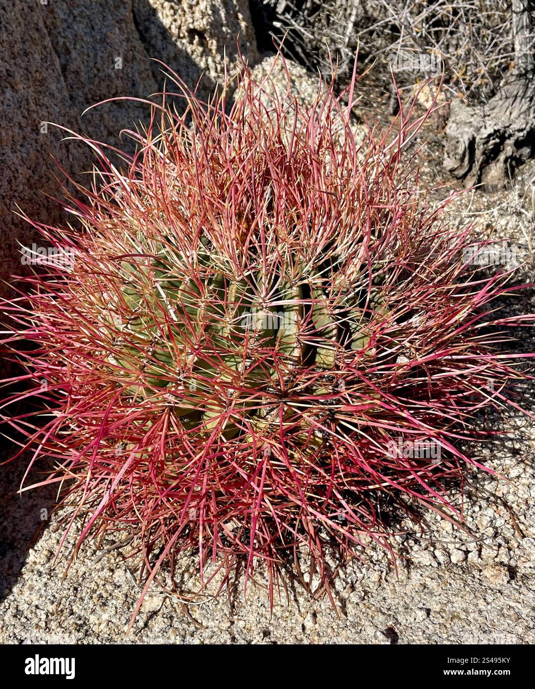 California Barrel Cactus (Ferocactus cylindraceus Stock Photo - Alamy