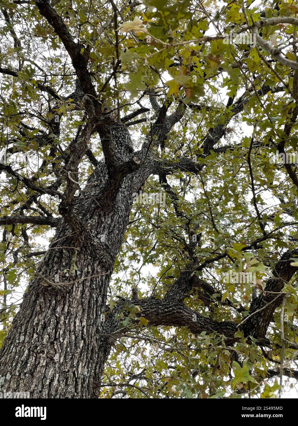 post oak (Quercus stellata Stock Photo - Alamy