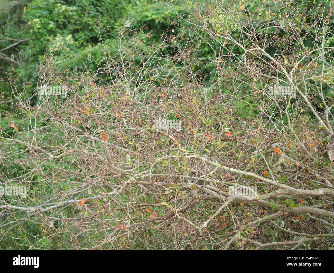 Subcostate Crape Myrtle (Lagerstroemia subcostata Stock Photo - Alamy