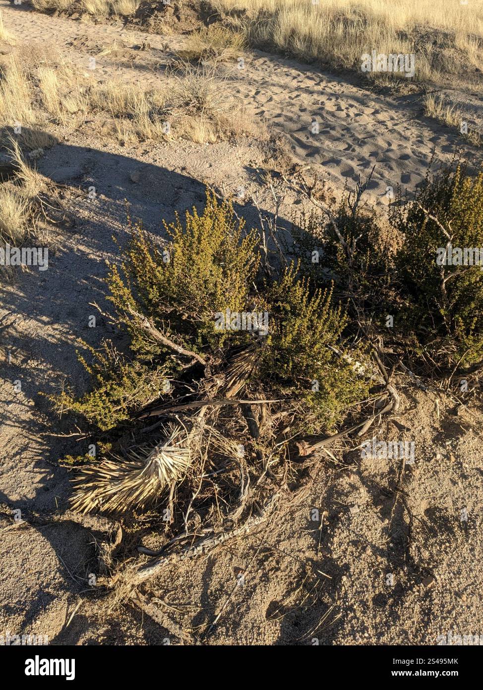 desert bitterbrush (Purshia glandulosa Stock Photo - Alamy