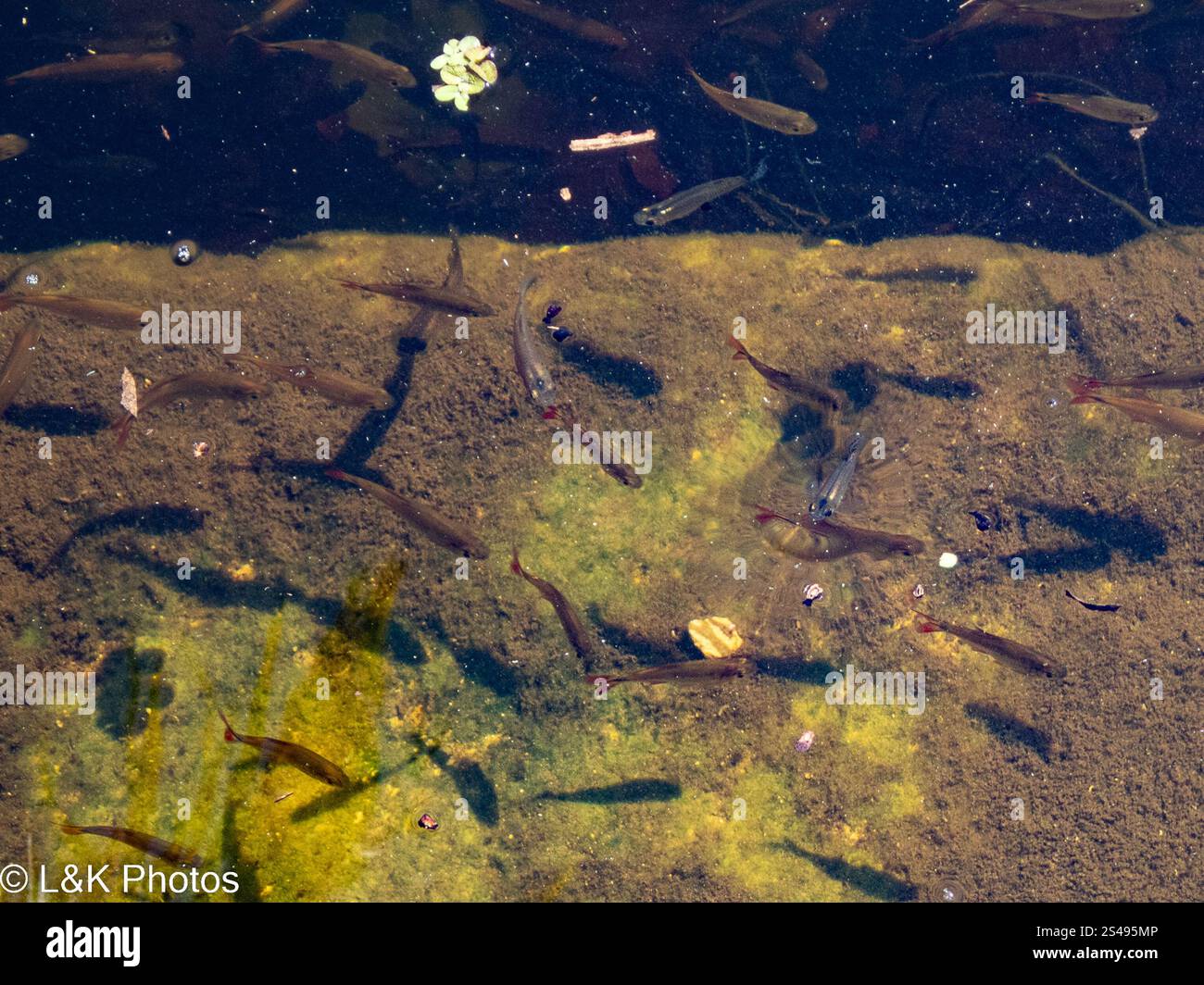 Ray-finned Fishes (Actinopterygii Stock Photo - Alamy