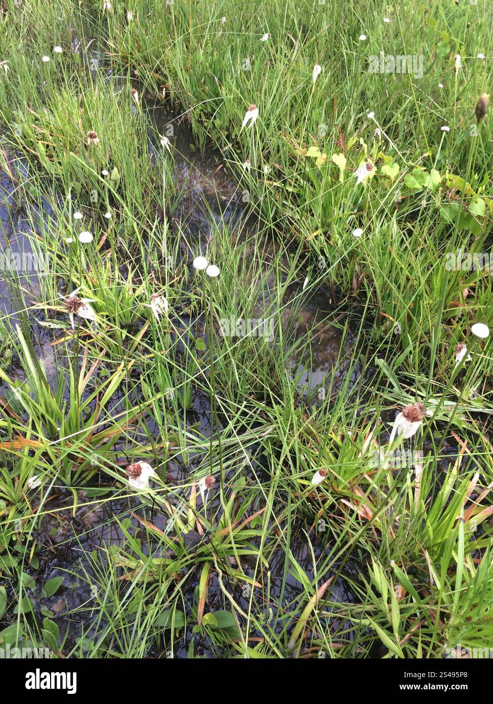 sandswamp whitetop sedge (Rhynchospora latifolia Stock Photo - Alamy