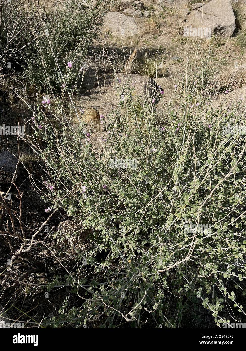 southern coastal bushmallow (Malacothamnus fasciculatus Stock Photo - Alamy