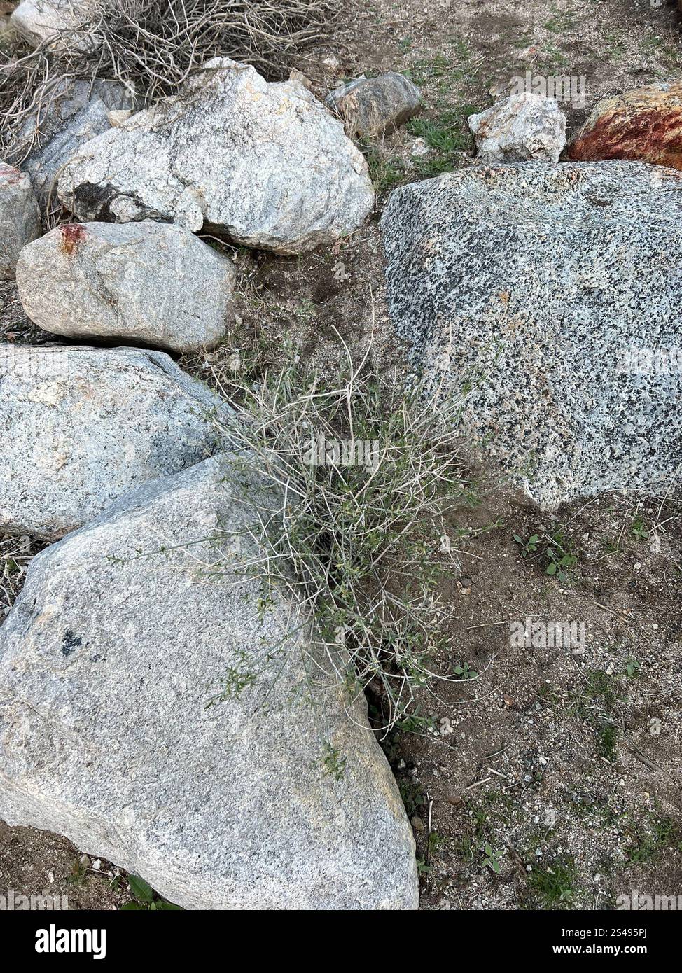 Lance-leaved Ditaxis (Argythamnia lanceolata Stock Photo - Alamy