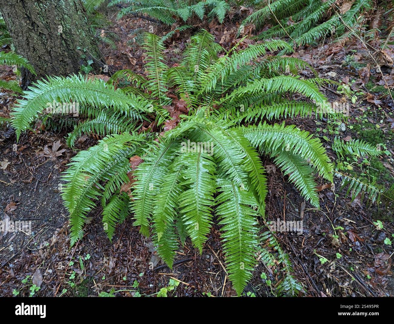 western sword fern (Polystichum munitum Stock Photo - Alamy
