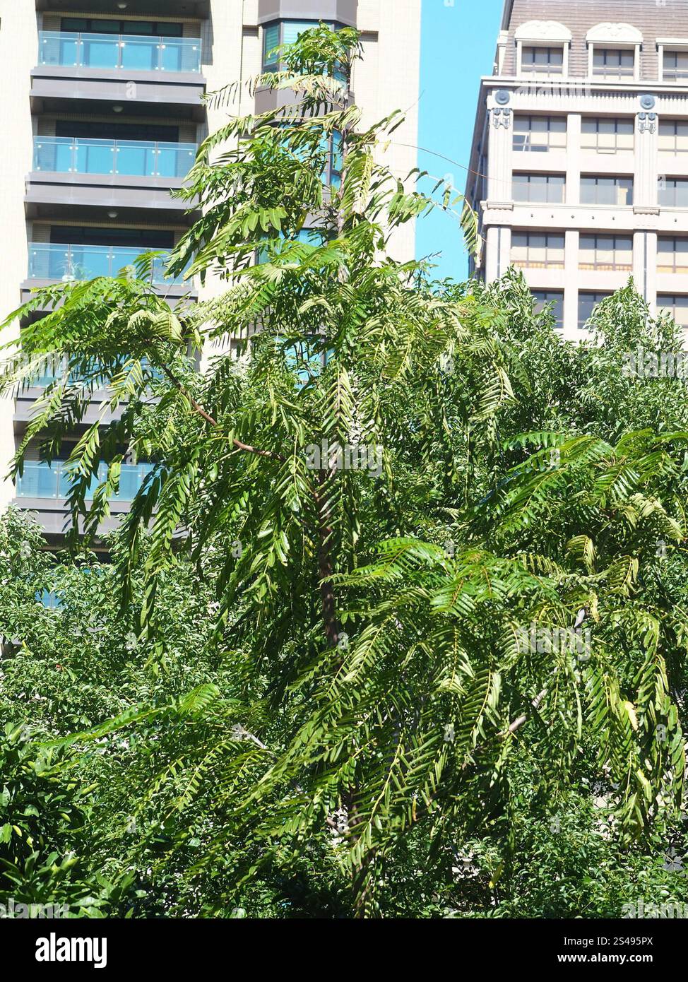 Tun tree (Toona sinensis Stock Photo - Alamy