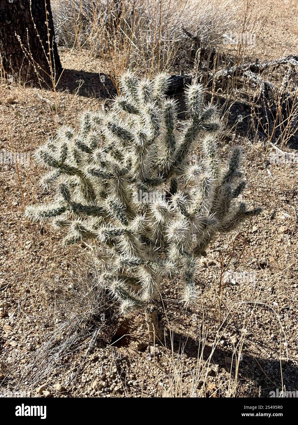 Silver Cholla (Cylindropuntia echinocarpa Stock Photo - Alamy