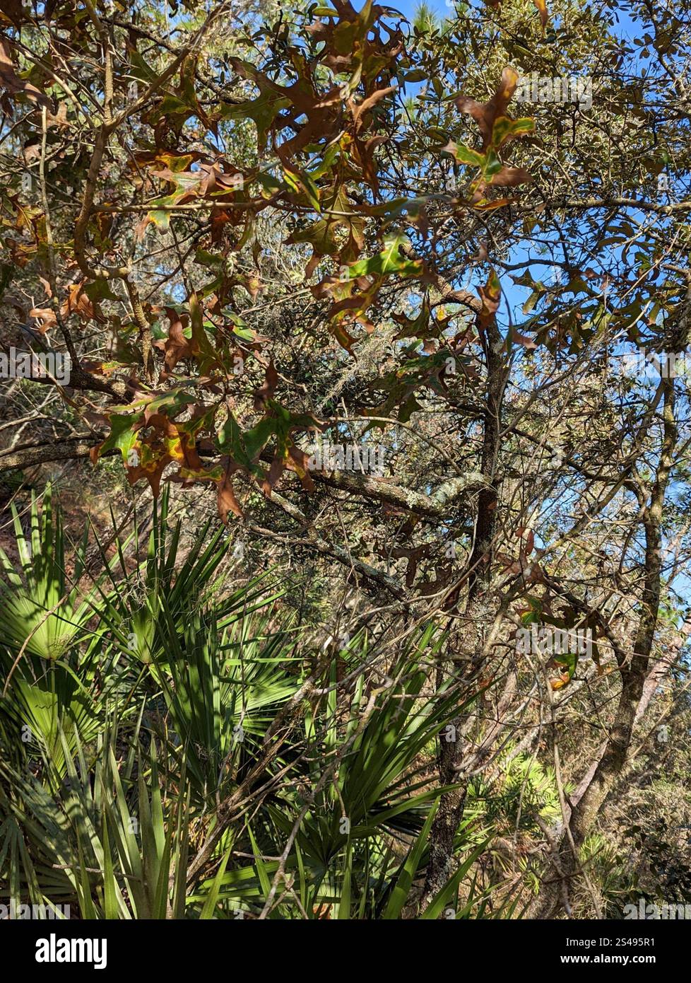 American turkey oak (Quercus laevis Stock Photo - Alamy