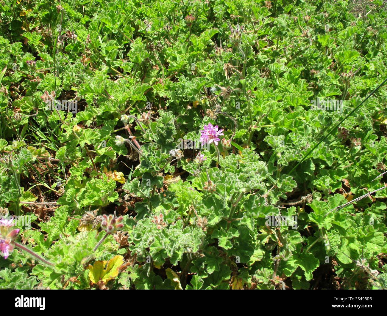 rose-scented geranium (Pelargonium capitatum Stock Photo - Alamy