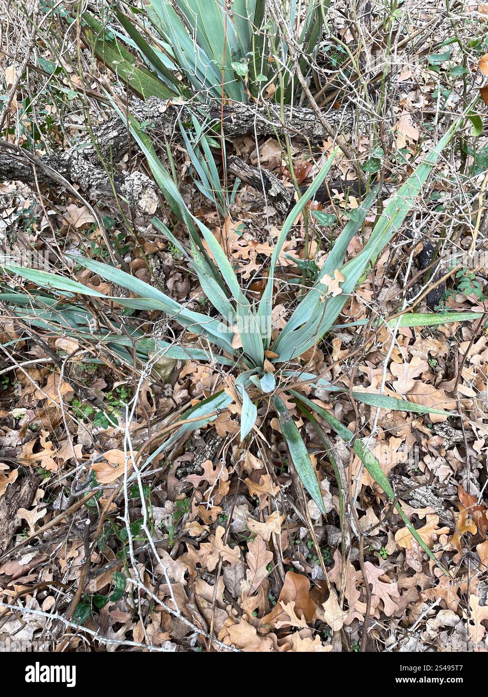 Twisted-leaf Yucca (Yucca rupicola Stock Photo - Alamy