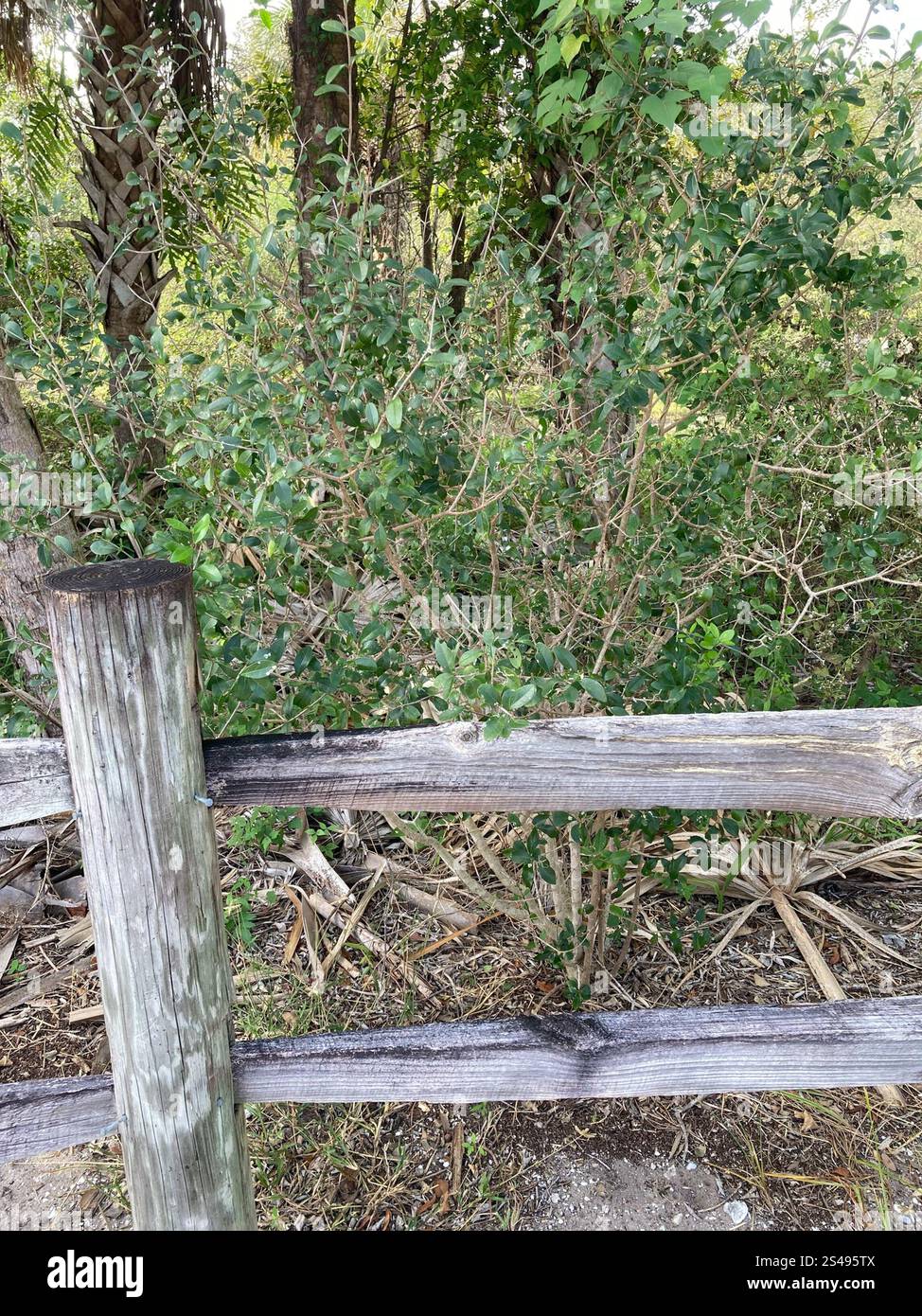 Florida swampprivet (Forestiera segregata Stock Photo - Alamy