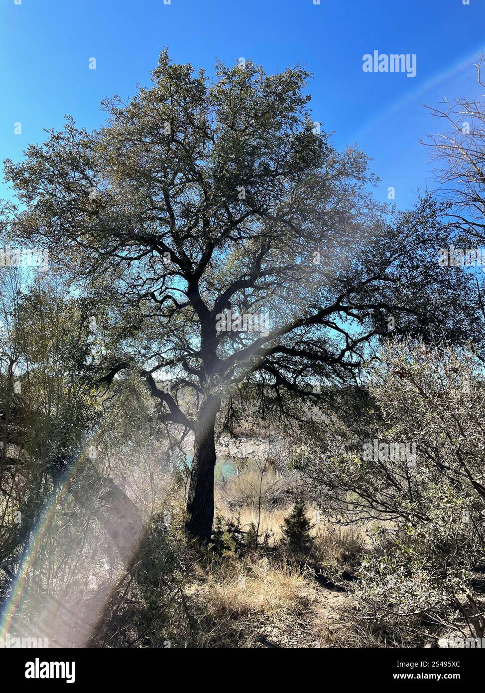 Texas live oak (Quercus fusiformis Stock Photo - Alamy