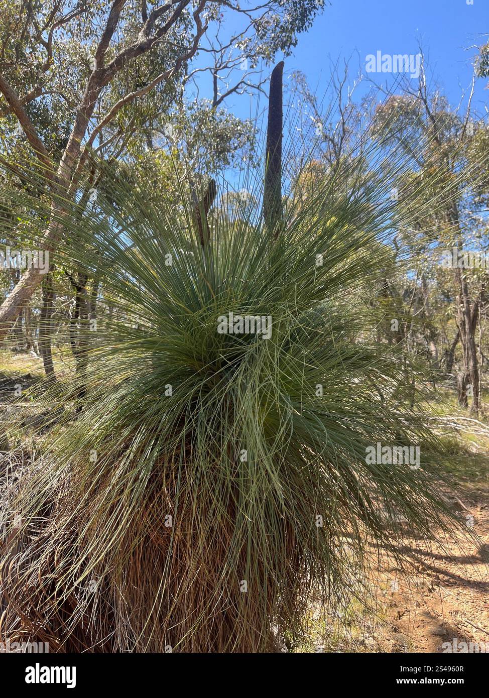 Austral Grass-tree (Xanthorrhoea australis Stock Photo - Alamy
