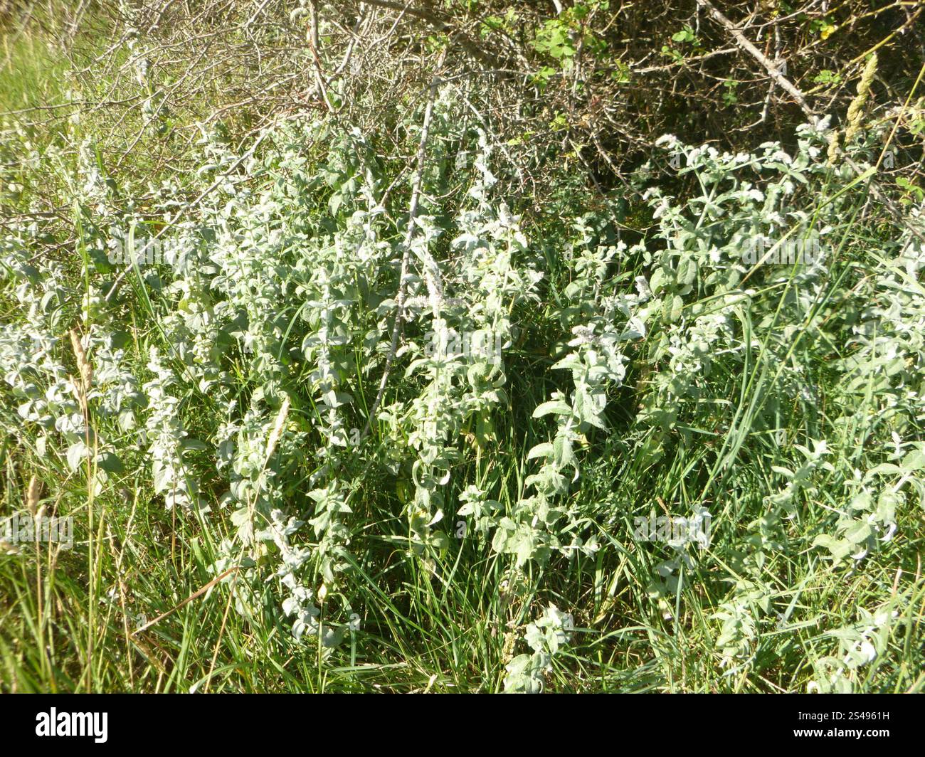 Horse Mint (Mentha longifolia Stock Photo - Alamy