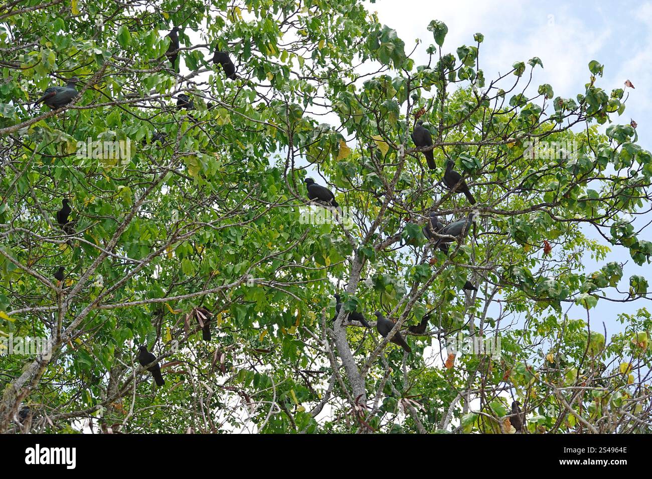 Christmas Imperial Pigeon (Ducula whartoni Stock Photo - Alamy