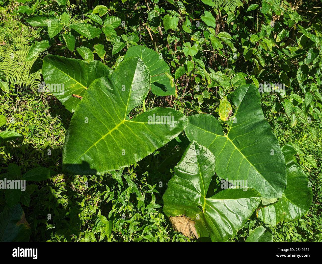 Arrowleaf Elephant's Ear (Xanthosoma sagittifolium Stock Photo - Alamy