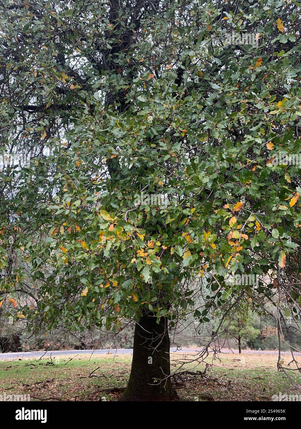 Oracle Oak (Quercus × morehus Stock Photo - Alamy