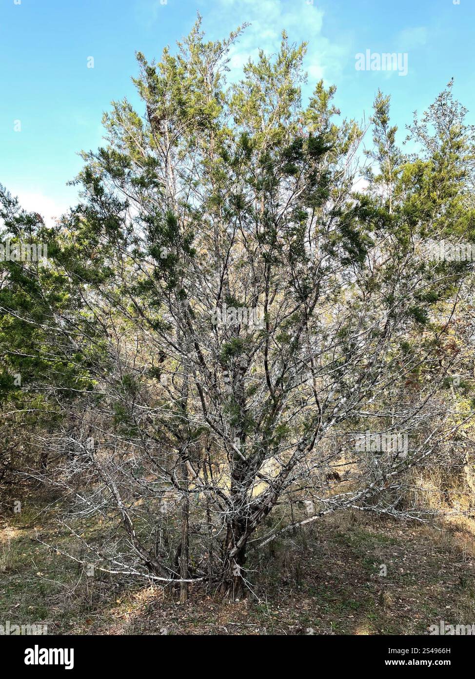 Ashe juniper (Juniperus ashei Stock Photo - Alamy