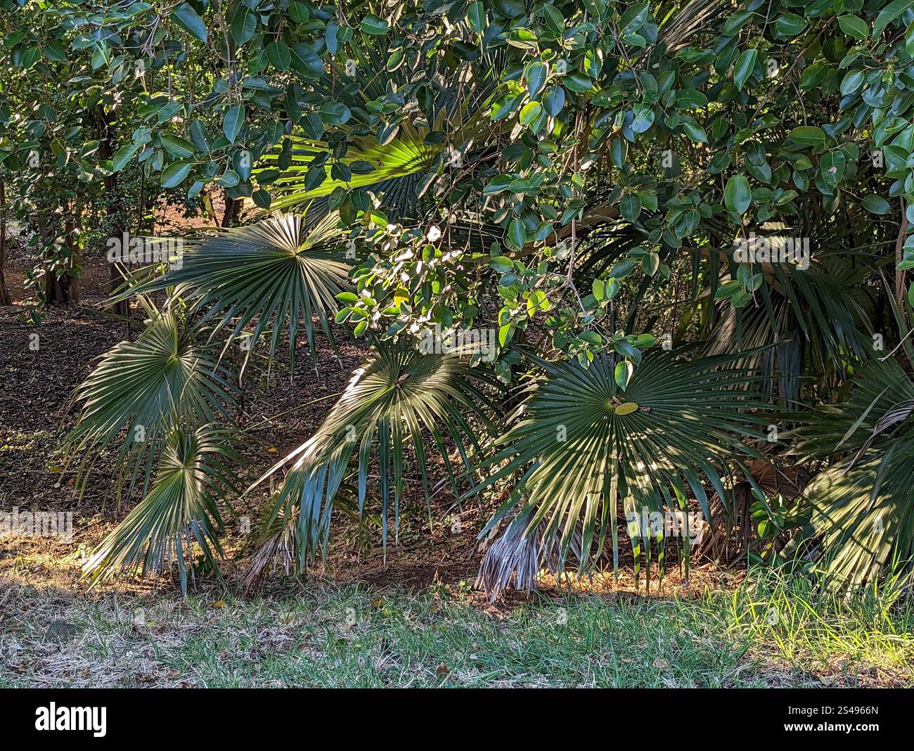 Silver Thatch Palm (Coccothrinax alta Stock Photo - Alamy