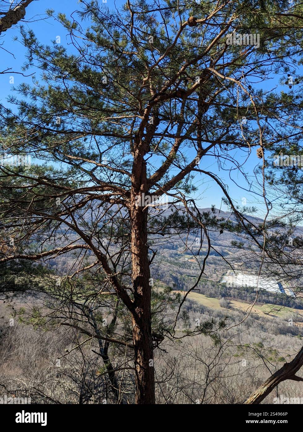 Virginia pine (Pinus virginiana Stock Photo - Alamy