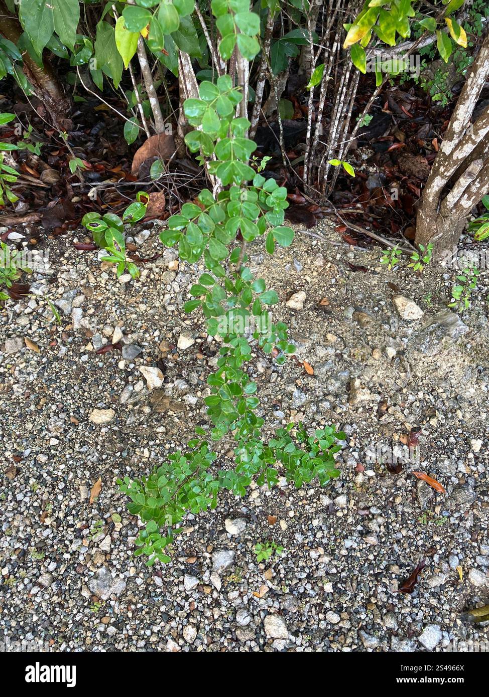 Bloodwood Tree (Haematoxylum campechianum Stock Photo - Alamy