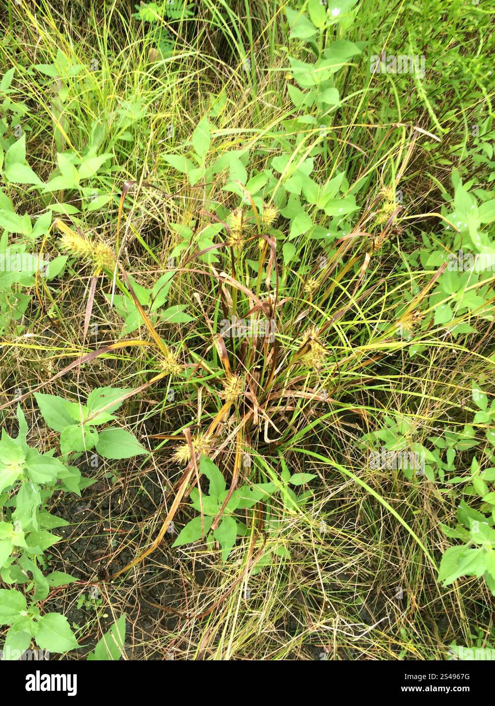 hop sedge (Carex lupulina Stock Photo - Alamy