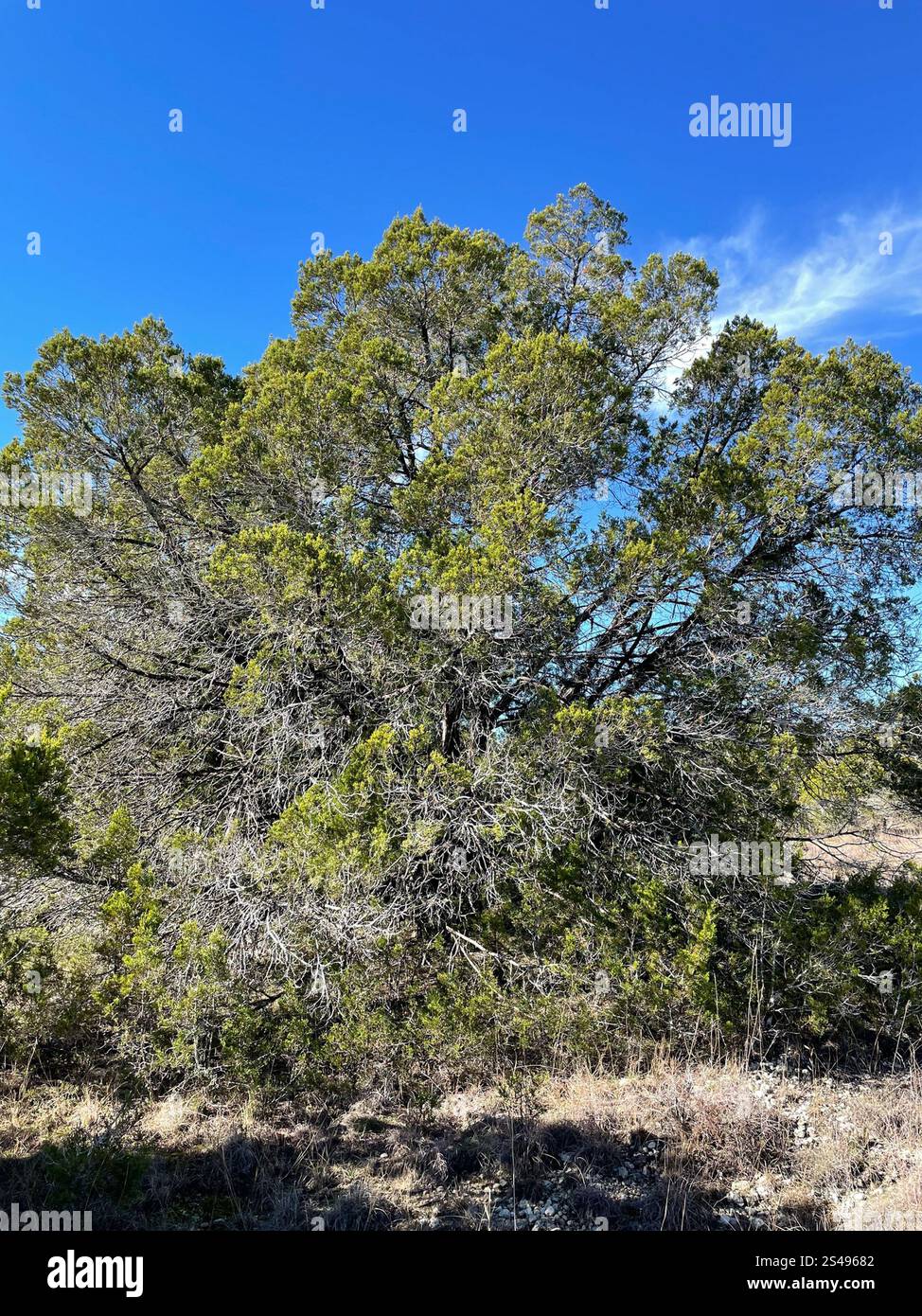 Ashe juniper (Juniperus ashei Stock Photo - Alamy