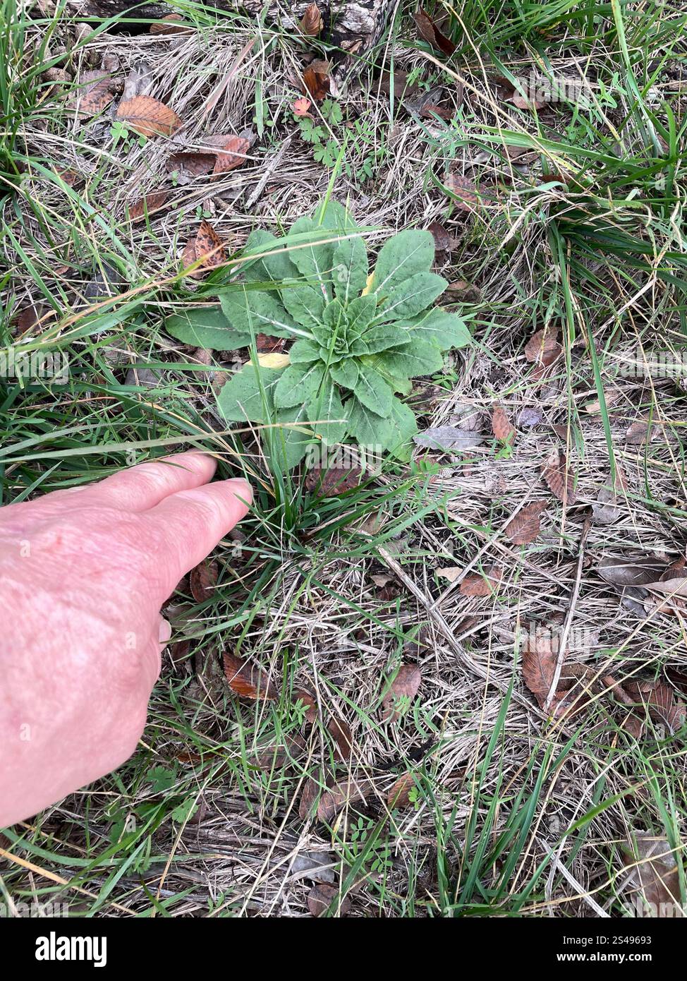 velvetweed (Oenothera curtiflora Stock Photo - Alamy