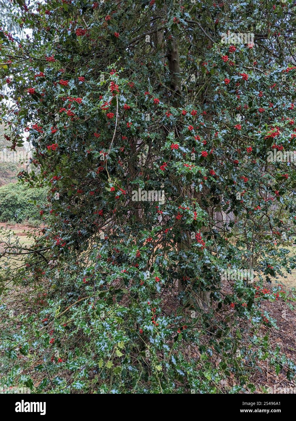 European holly (Ilex aquifolium Stock Photo - Alamy