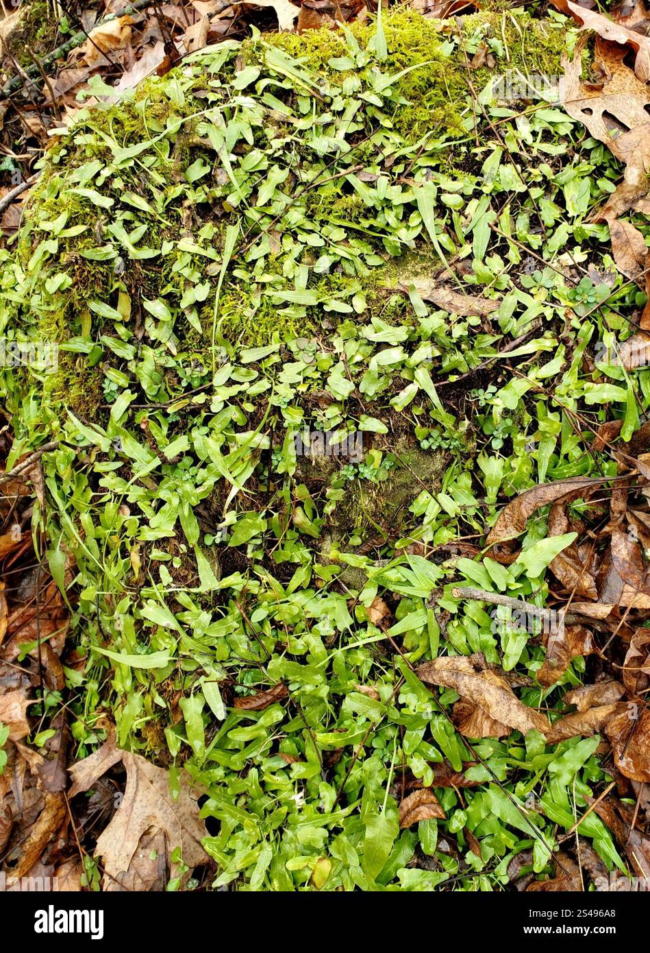 walking fern (Asplenium rhizophyllum Stock Photo - Alamy
