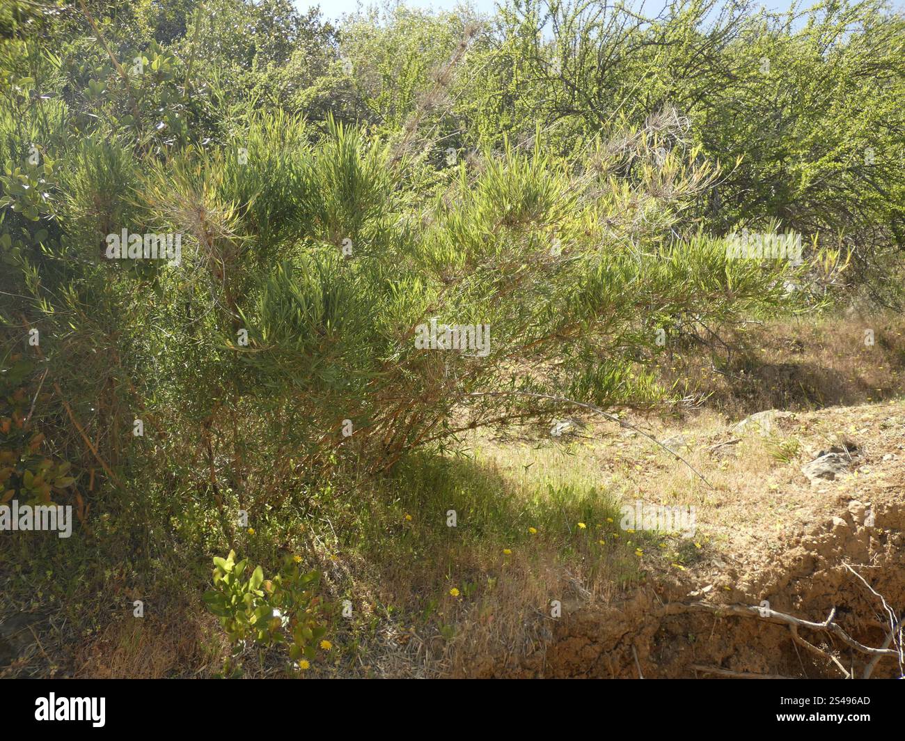 Taihuen hi-res stock photography and images - Alamy
