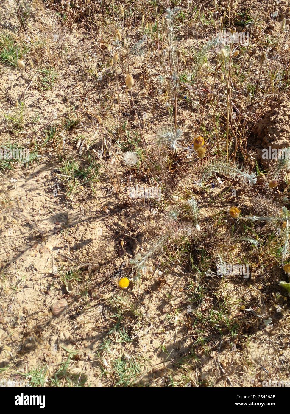 Weed African Thistle (Berkheya rigida Stock Photo - Alamy