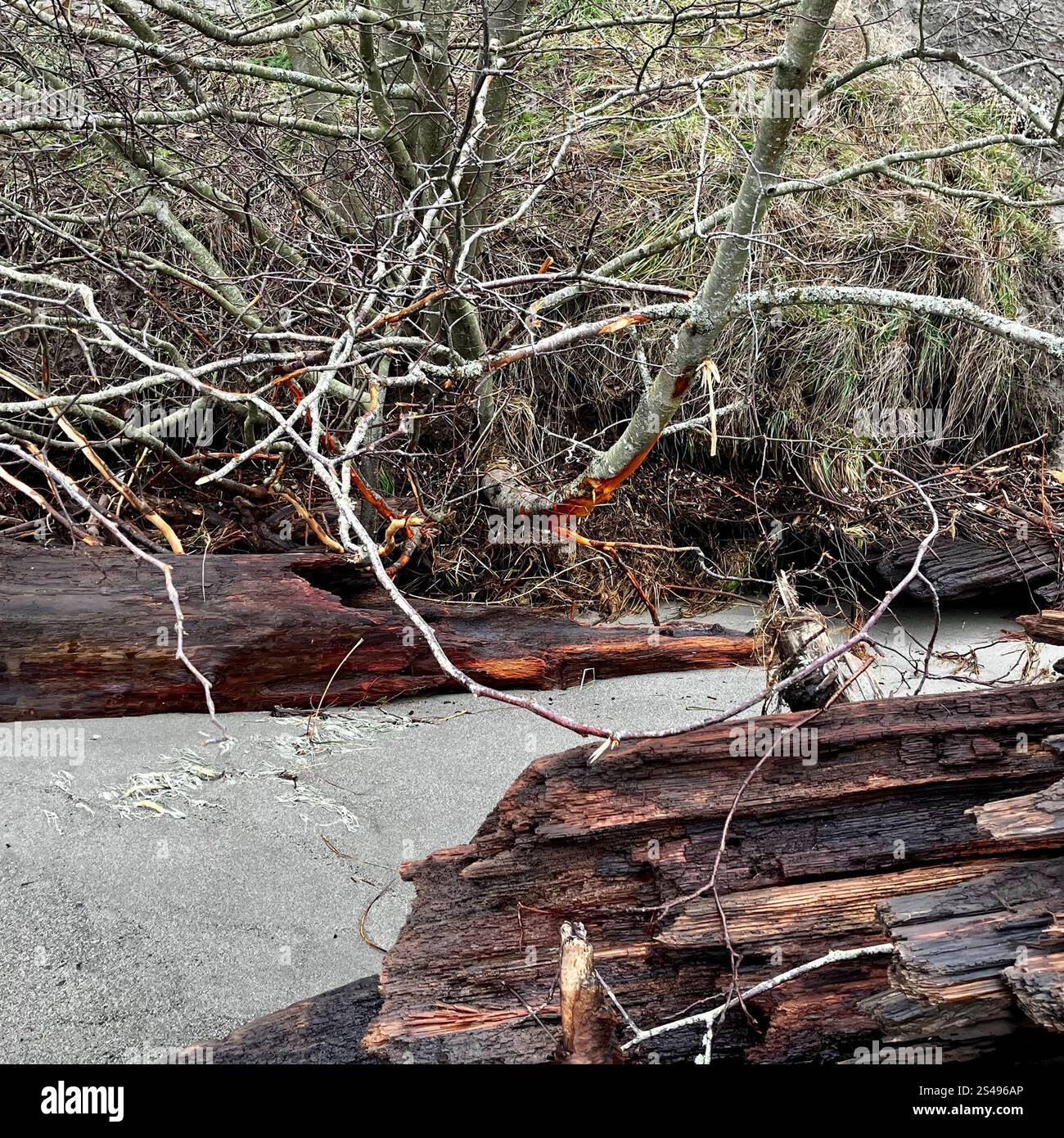 Red Alder (Alnus rubra Stock Photo - Alamy
