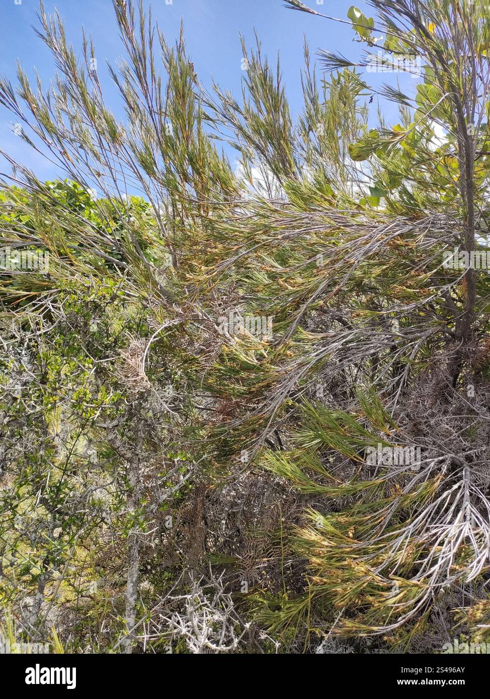 (Dracophyllum longifolium longifolium Stock Photo - Alamy
