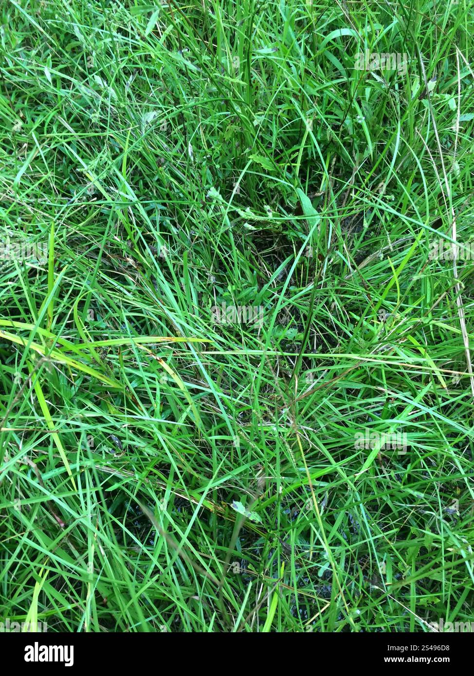 golden cattail sedge (Carex aureolensis Stock Photo - Alamy