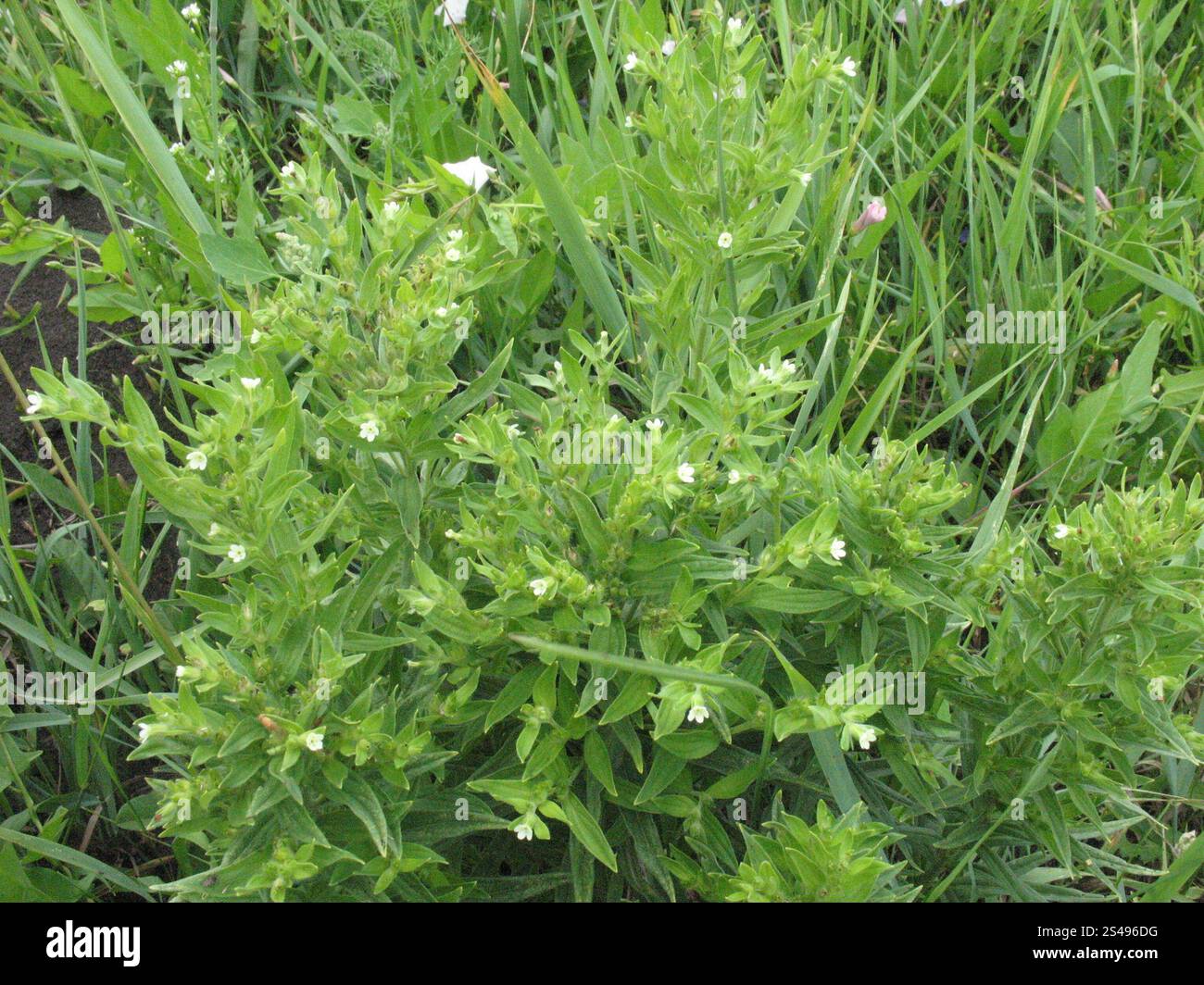 Common Gromwell (Lithospermum officinale Stock Photo - Alamy