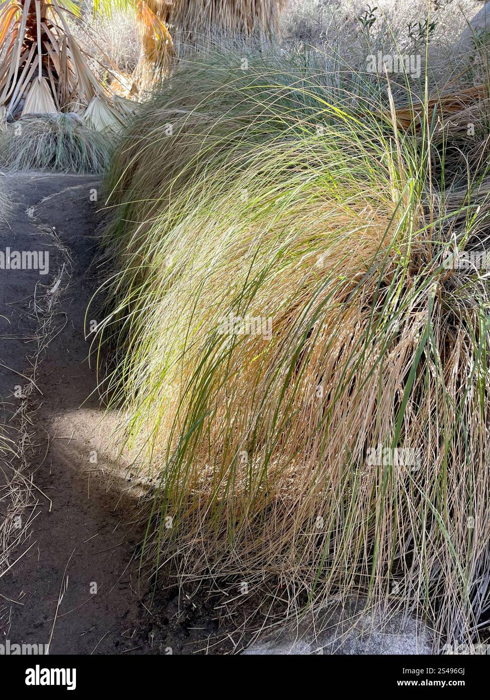 deergrass (Muhlenbergia rigens Stock Photo - Alamy