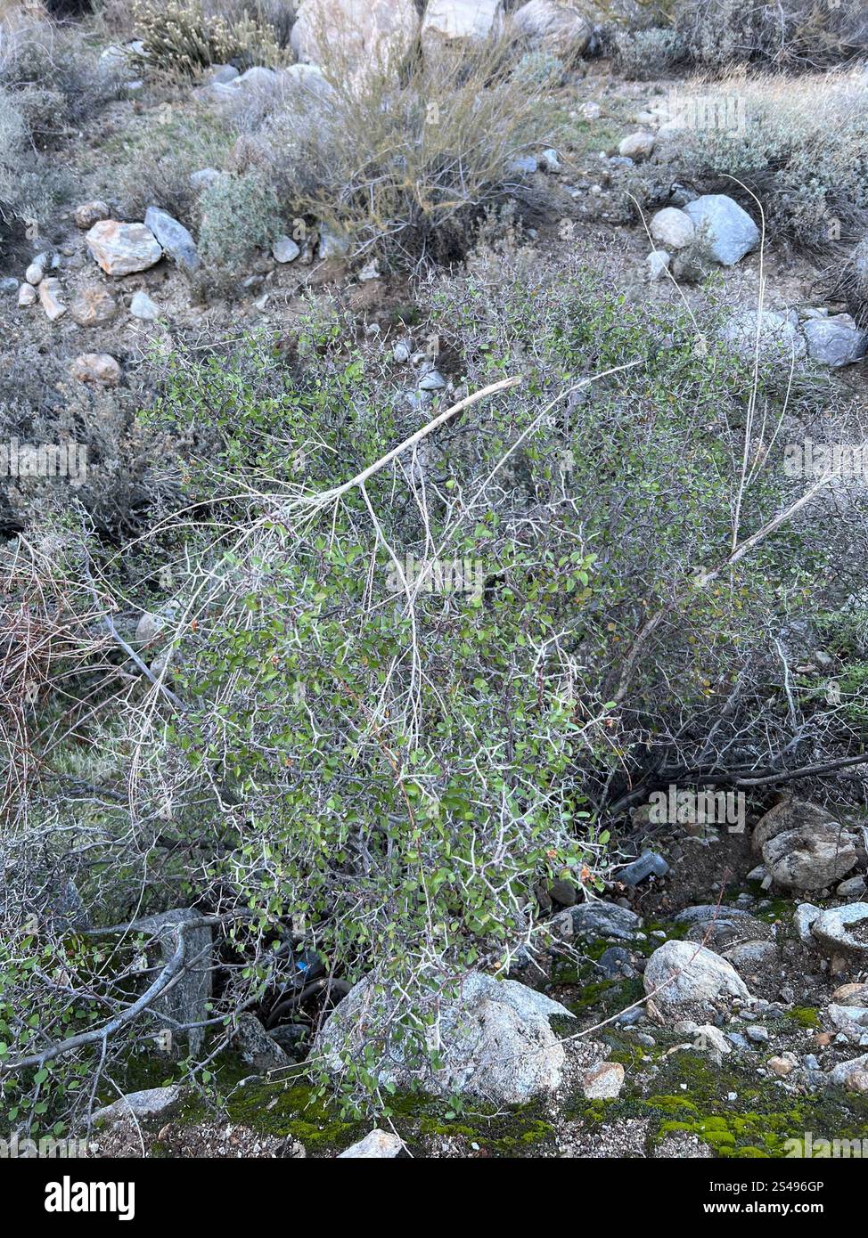 Desert Apricot (Prunus fremontii Stock Photo - Alamy