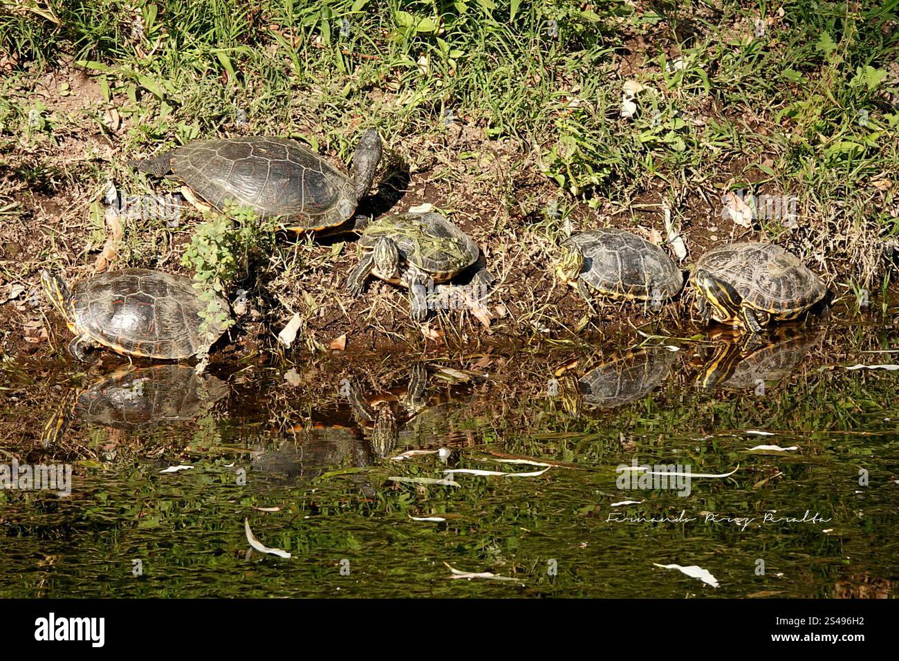 Mesoamerican Slider (Trachemys venusta Stock Photo - Alamy