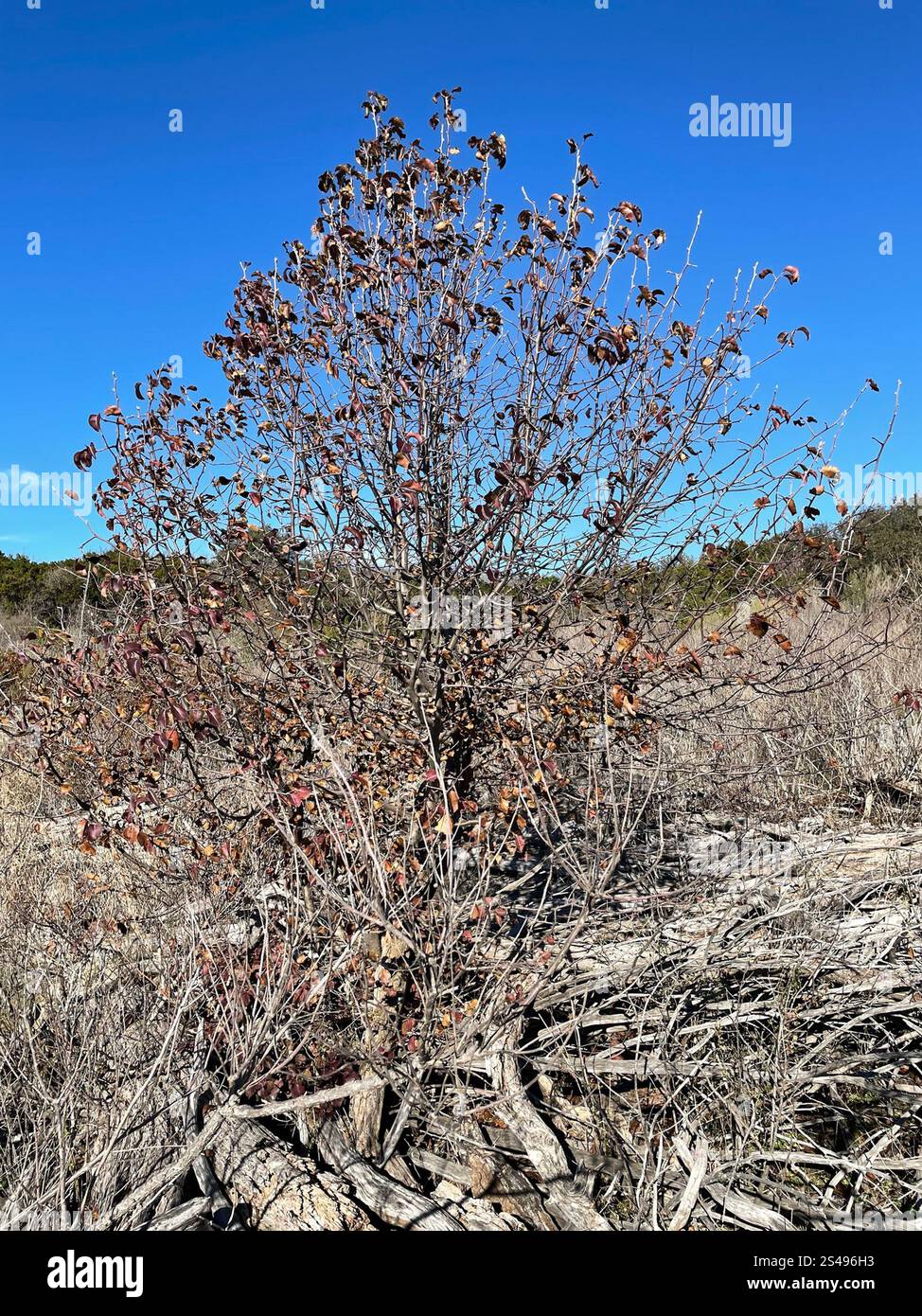 Callery pear (Pyrus calleryana Stock Photo - Alamy