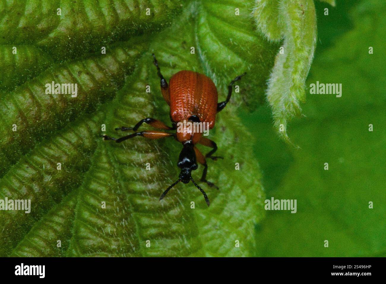 Hazel leaf-roller weevil (Apoderus coryli Stock Photo - Alamy